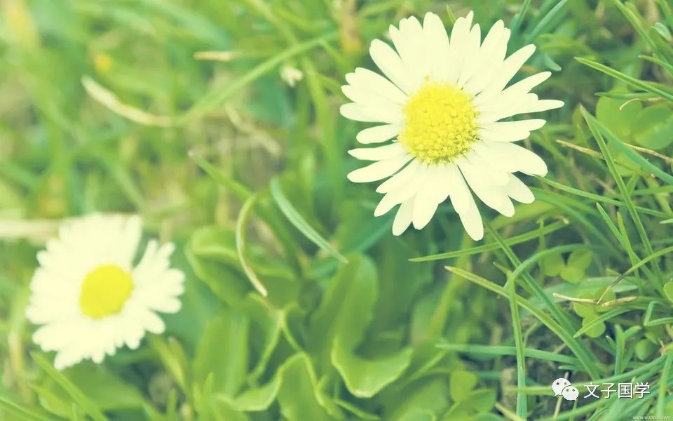 The Great Zhou Red Book "The Book of Songs" (2): Why is Guan Ju's poem ...