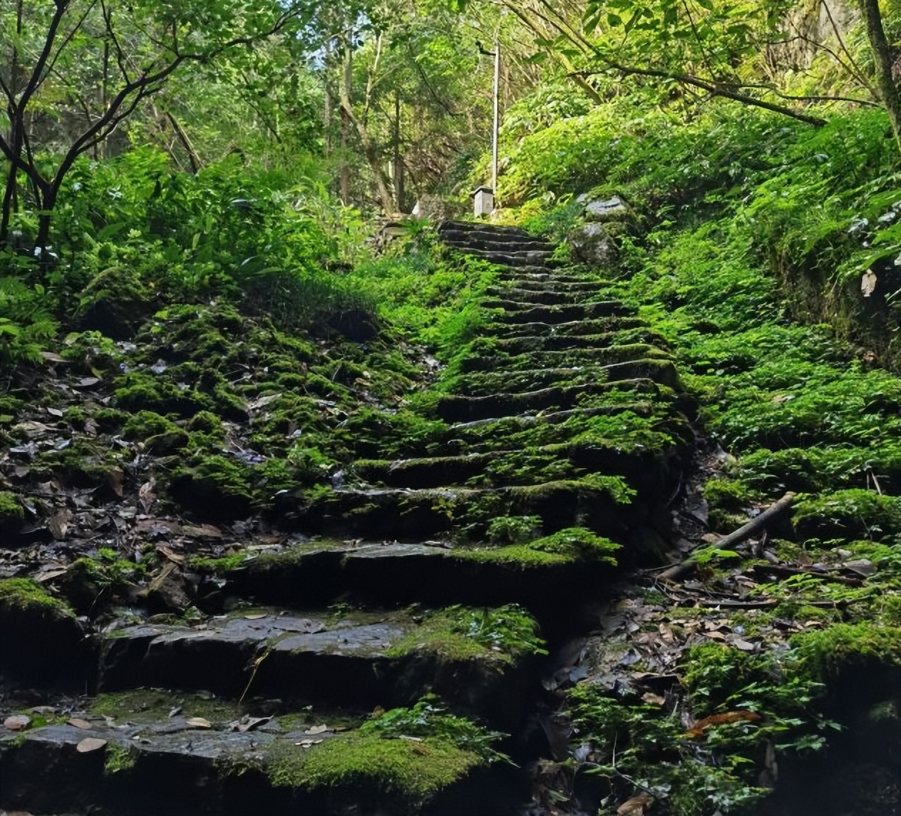 Hangzhou Forest Park, known as "Little Lushan", is full of wild fun - iNEWS