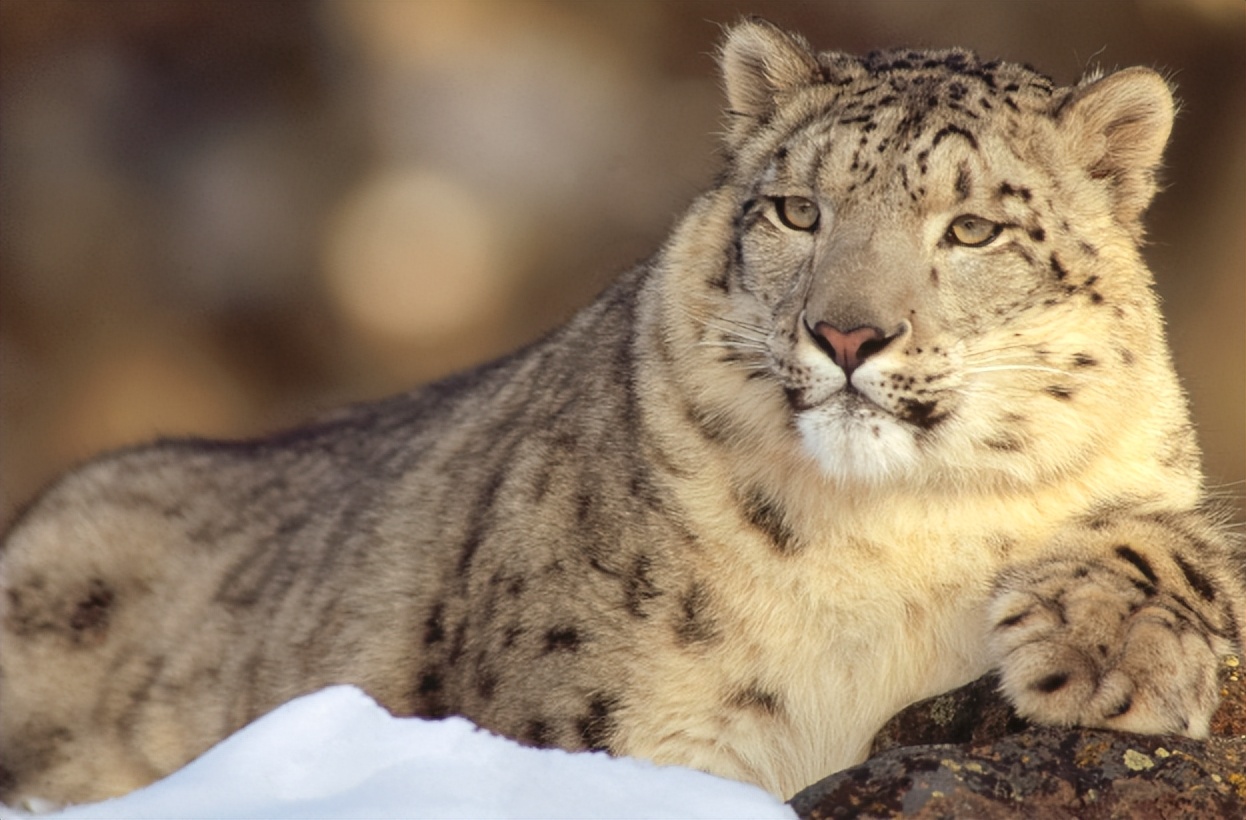 A man in Ningxia rescued a snow leopard cub. When it was released, the ...