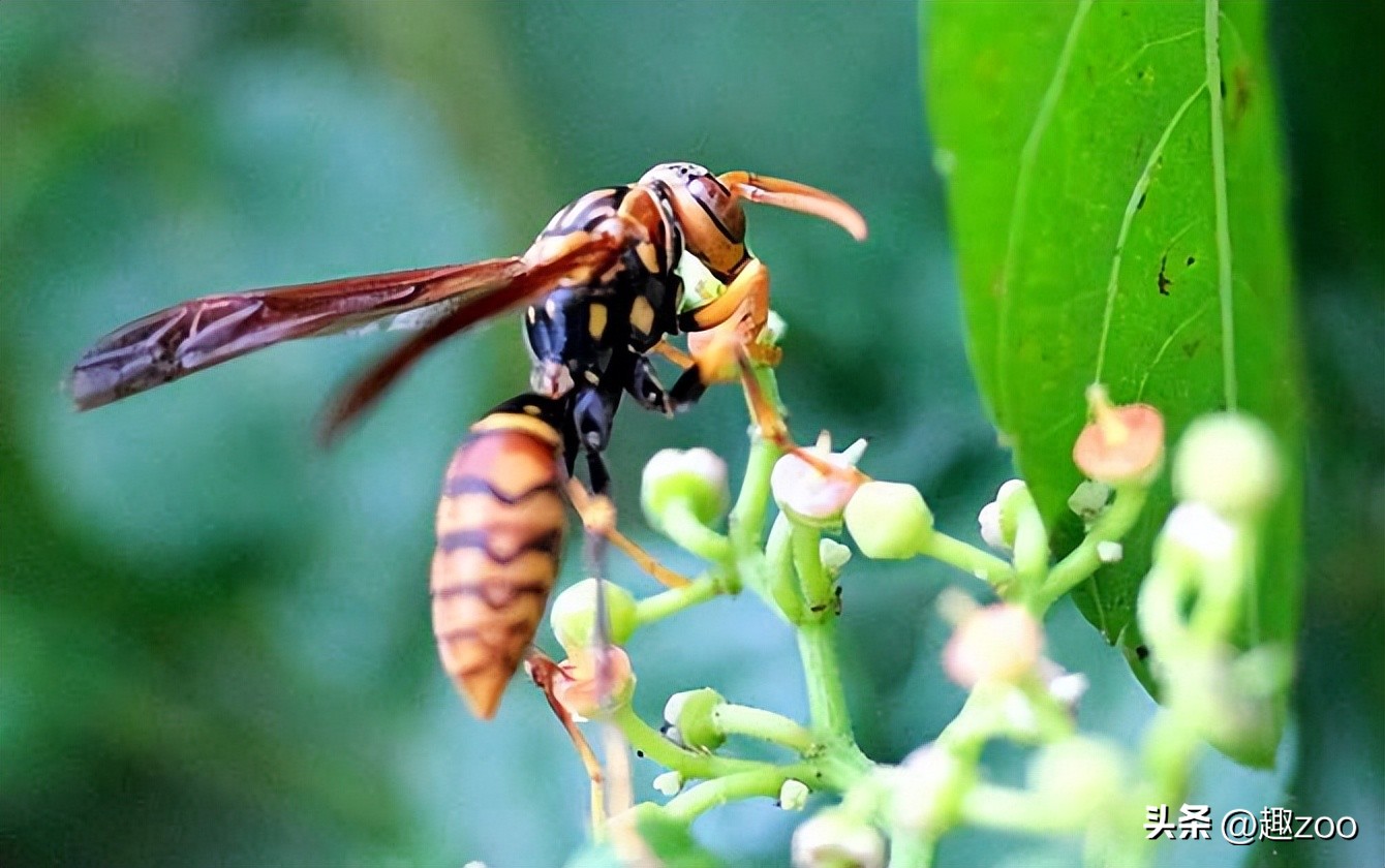 The world's ten most poisonous bees, please avoid them quickly - iNEWS