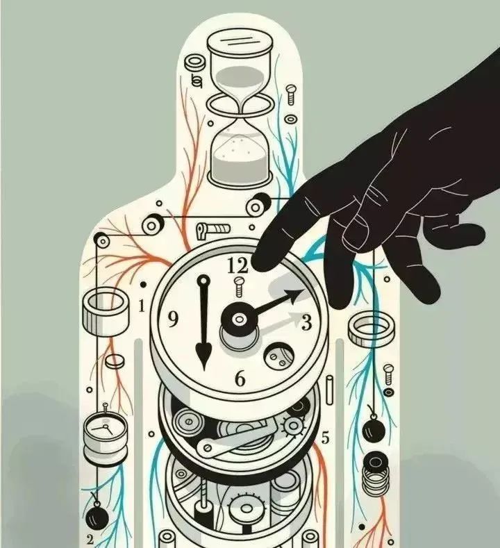 Explore the human body clock and send you a "24-hour timetable for ...