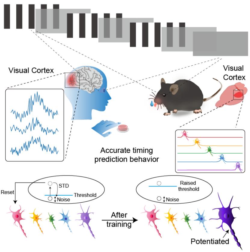 TCCI research team reveals how visual cortex encodes temporal ...