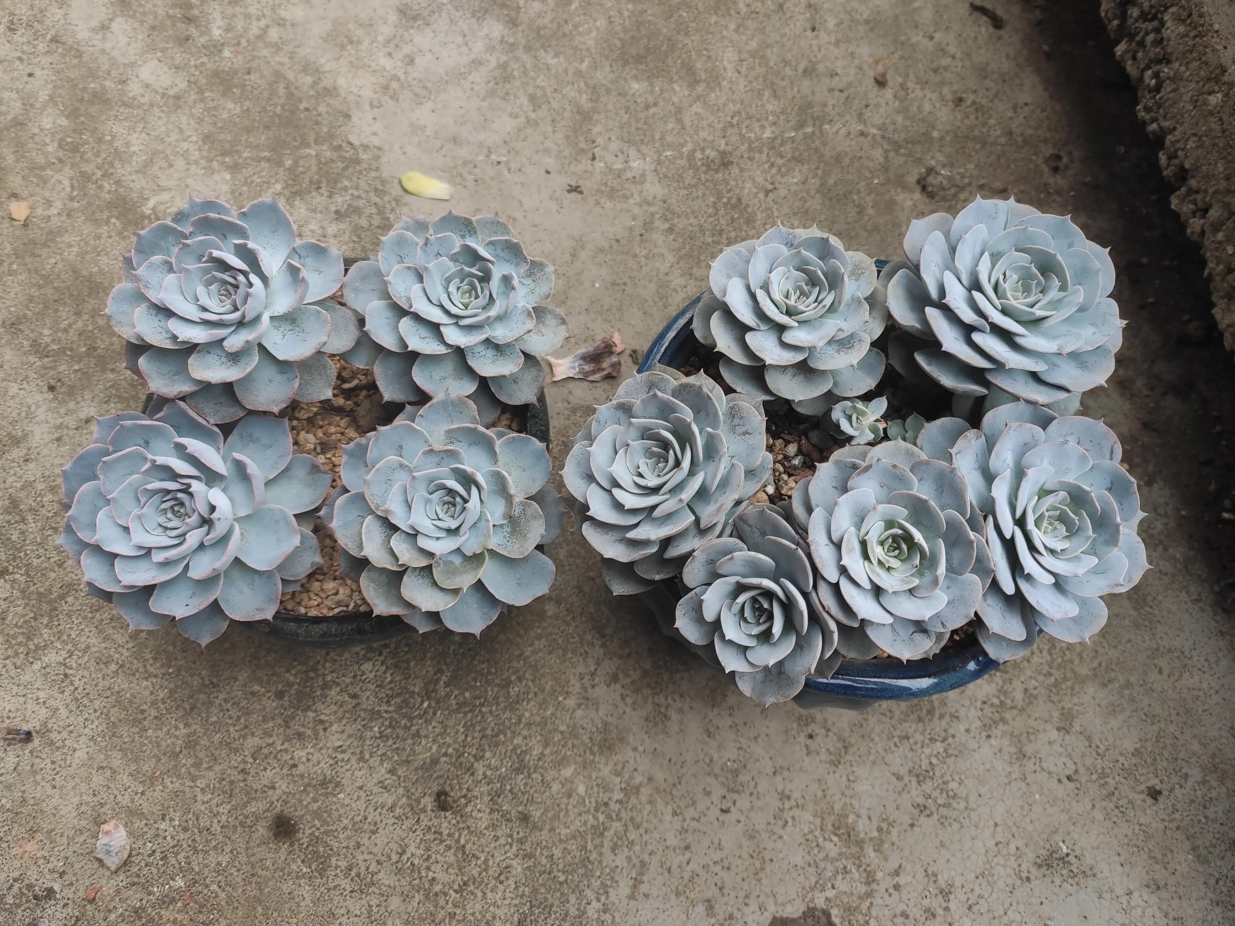 blue stone lotus - iNEWS