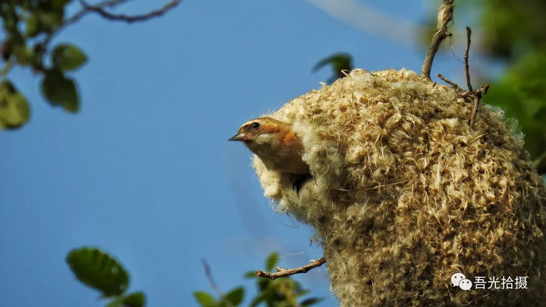 Chinese climbing sparrow (brooding) - iMedia