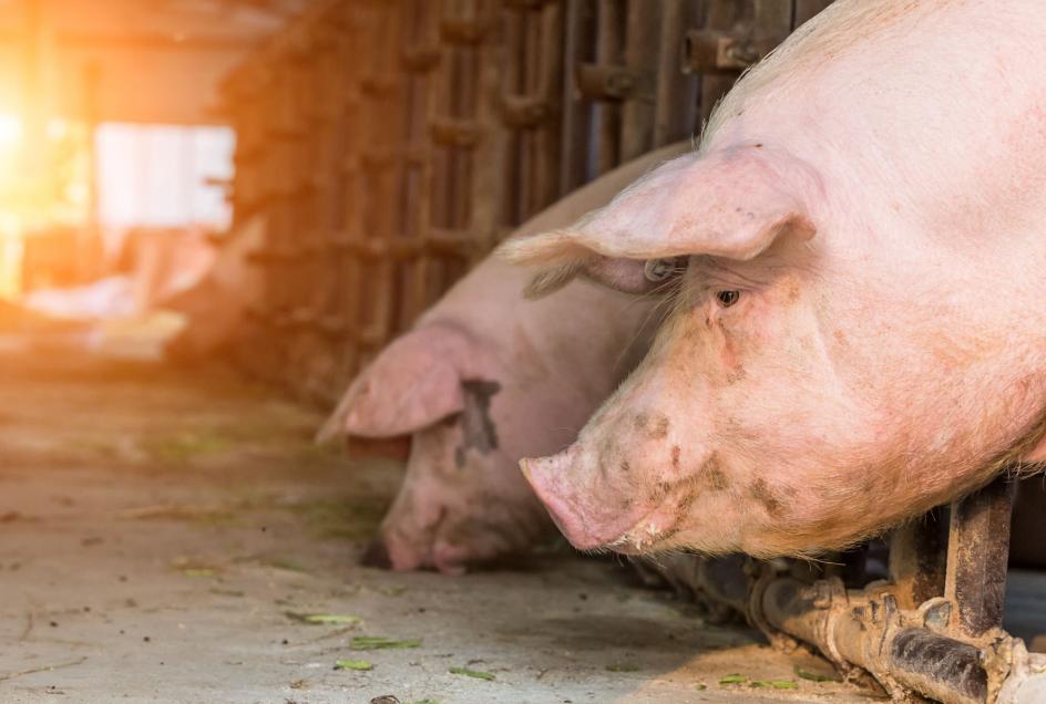 Pigs and humans share 98% of their genes. Do you know their magical ...