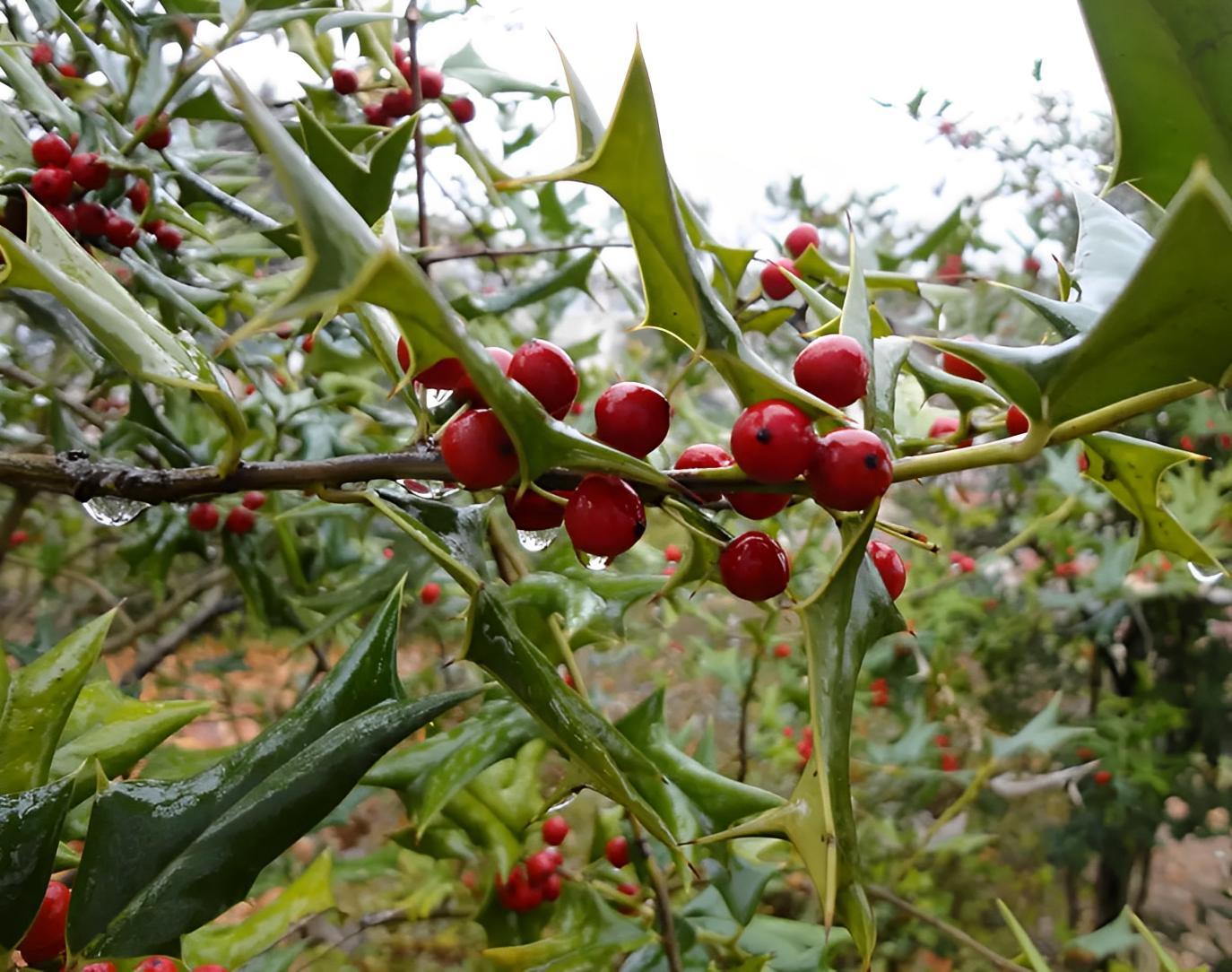 Born under the valley, it is called "cat thorn", and it bears "little ...