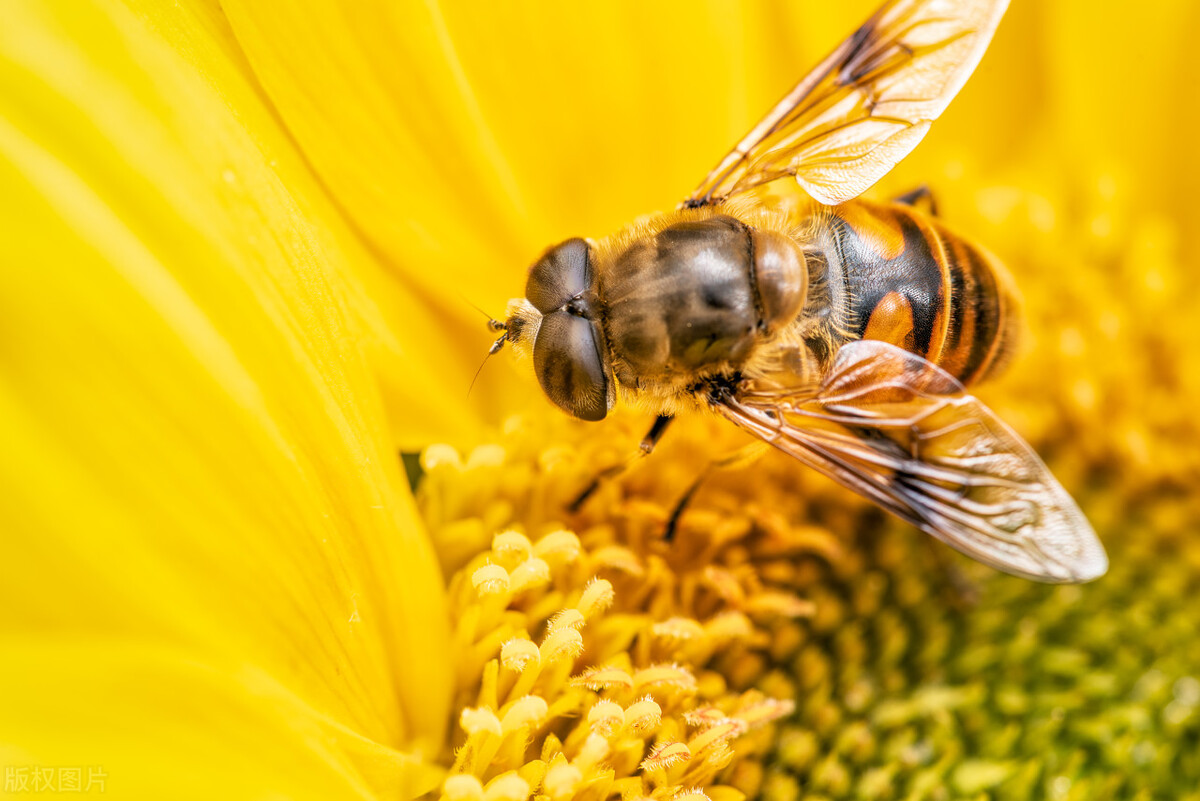 Why do bees "buzz" in flight? - iNEWS
