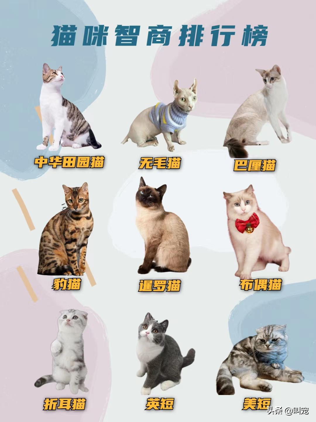 Cat IQ ranking, see if your cat is on the list? - iNEWS