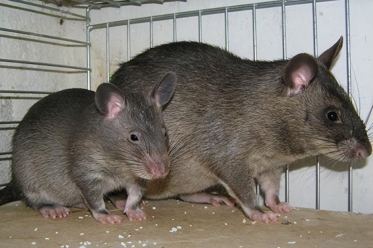 In 1986, the "ghost town" Chernobyl, after the nuclear leak, how big ...
