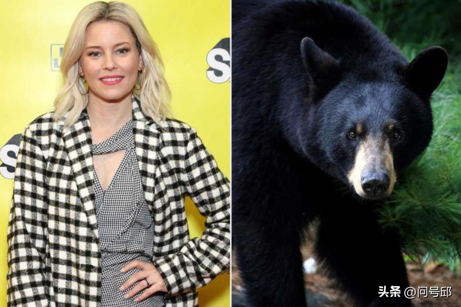 The real story behind the 'cocaine bear' that killed a black bear after ...