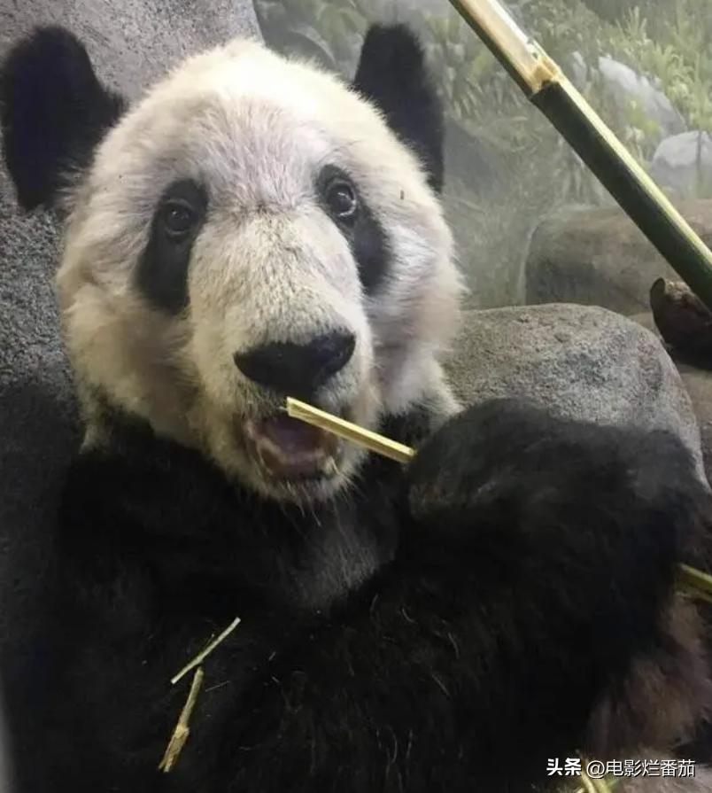 When Yaya returns to China, all the stars speak out! Looking back again ...