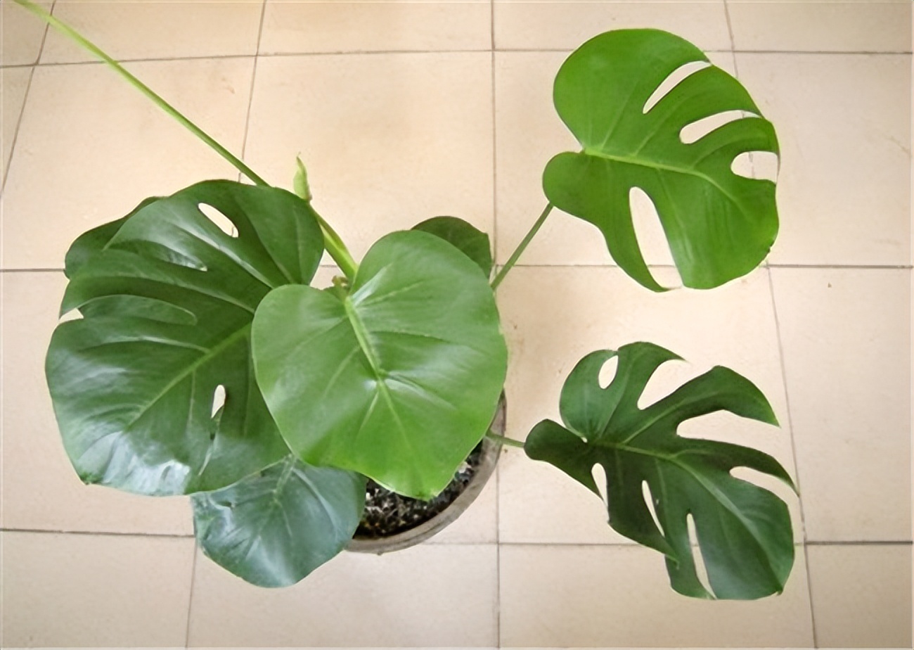 Three tricks to teach you how to quickly remedy the problem of yellow ...