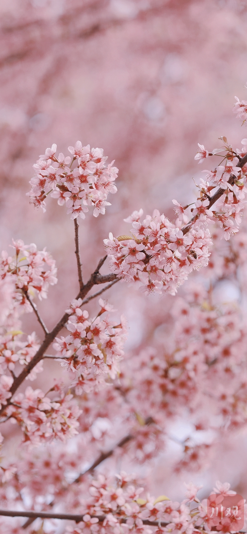 Spring is blooming in Chengdu, and a "spring roaming" begins - iNEWS