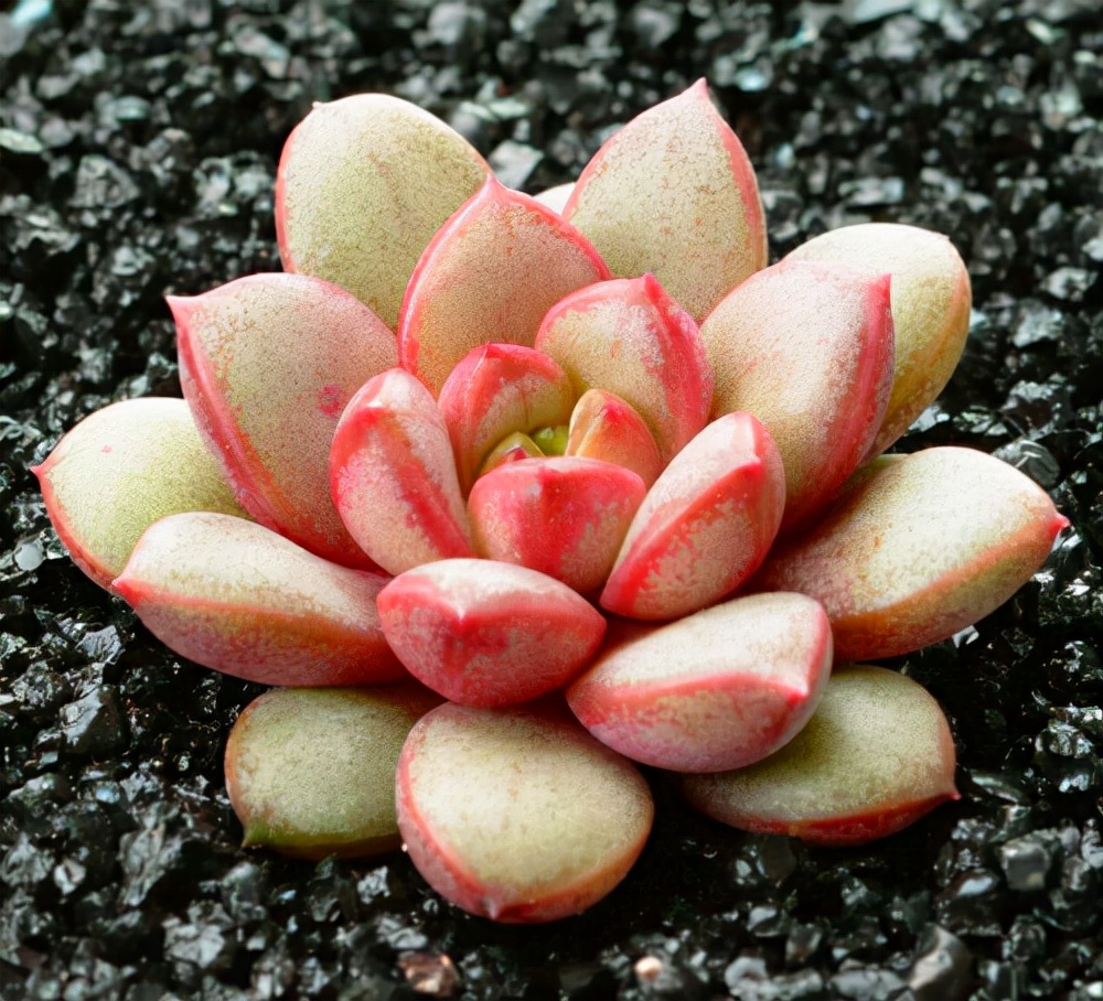 Succulent varieties: grapes, thin makeup, red mandarin lotus, lime ...