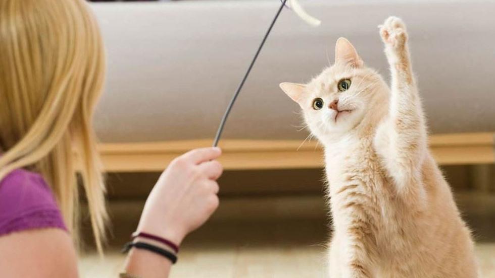 Believe it or not!People who "keep cats" for a long time will have ...