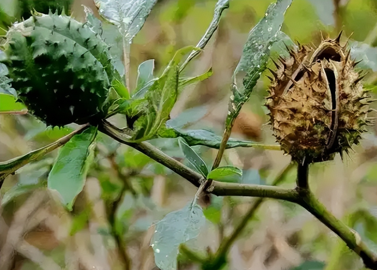 11 common "poisonous fruits" in autumn - iNEWS
