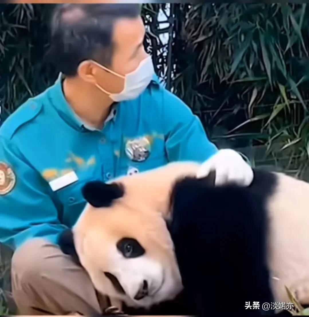 Panda Fubao cried sadly when she knew she was going to leave Grandpa ...