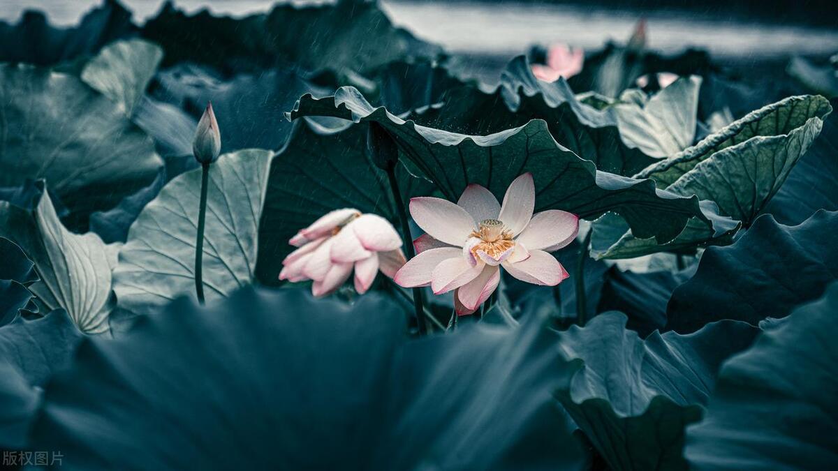 Which of the rain in the following poems do you prefer? (1) - iMedia