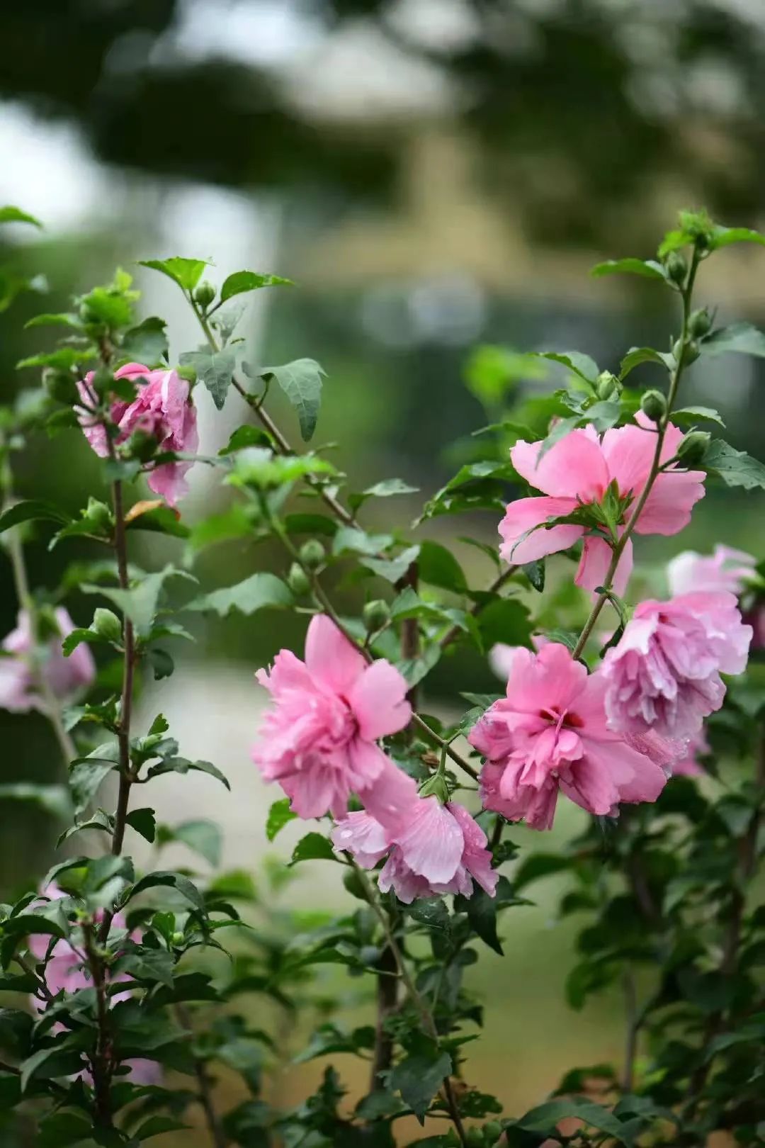 Nature's small letter · Hibiscus | Hibiscus in the past, floating life ...