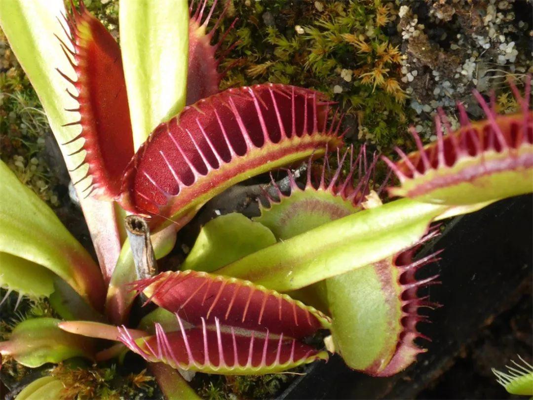 Plants eat meat too? Scientists have discovered two species of ...