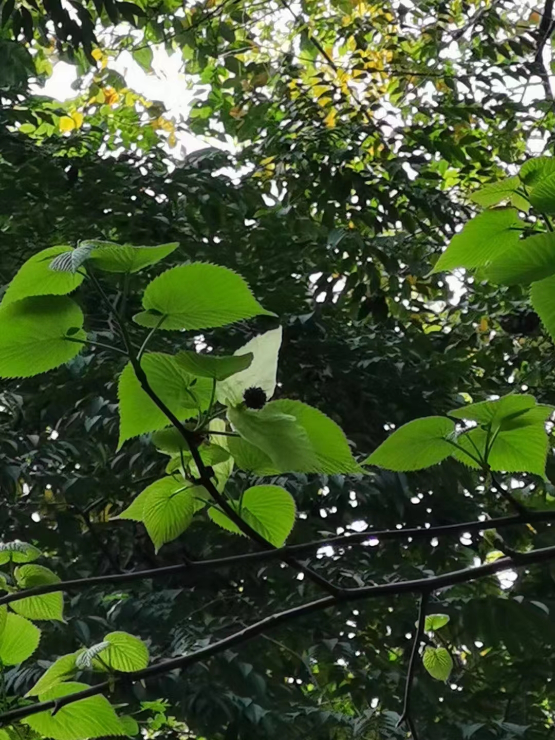 I have seen wisteria, hydrangea, blue jacaranda, yellow flower, wind ...