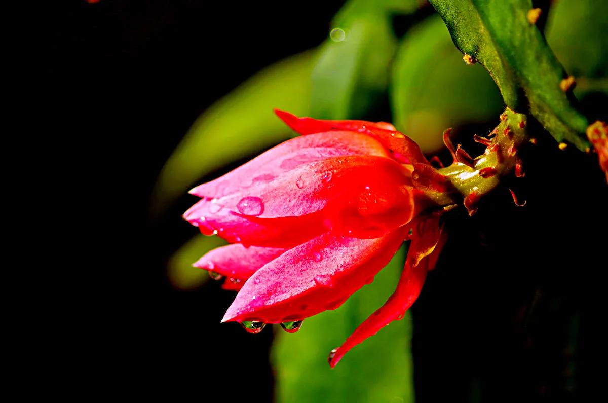 Original Poetry · Chanting Immortal Sword Flower · - iMedia