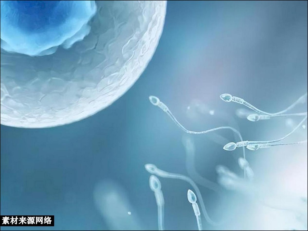 Scientists photographed: the moment the human egg and sperm combine ...