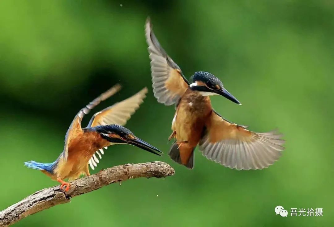 Xiaocui playing - iMedia