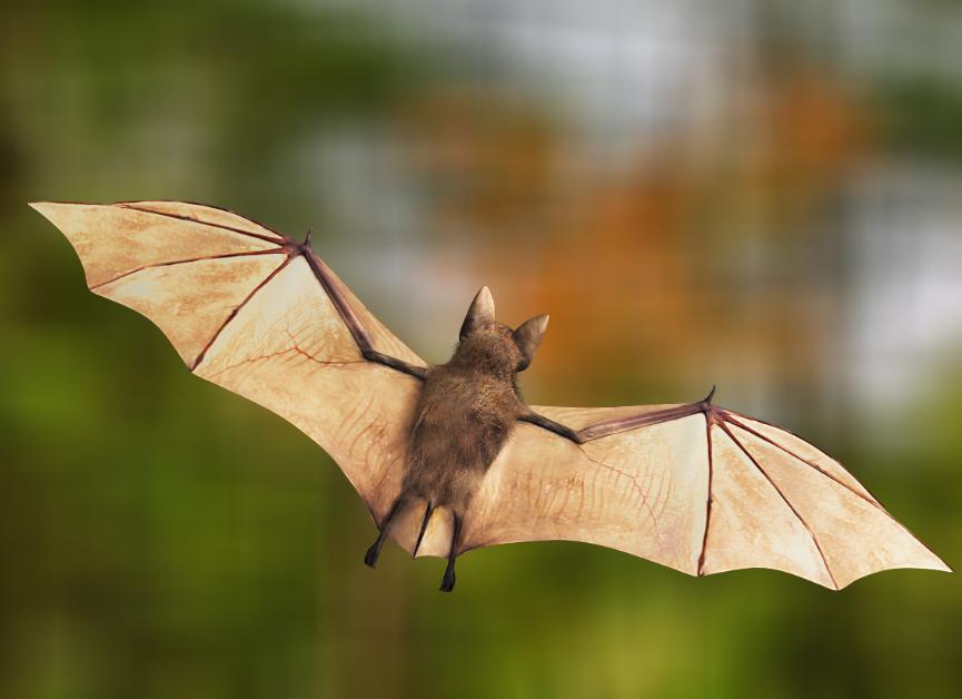 Can you imagine the speed, stamina and skill of flying animals, from ...