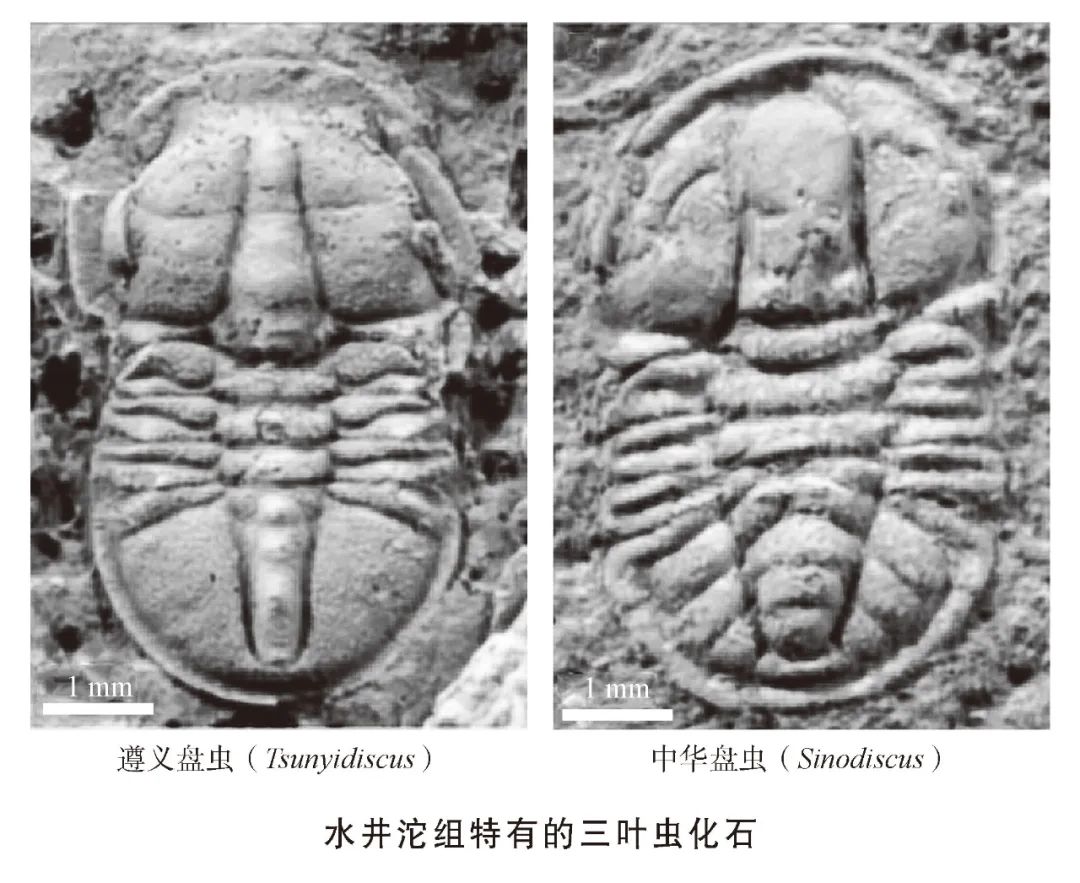 Qingjiang Biota—A new window to explore the secrets of the Cambrian ...