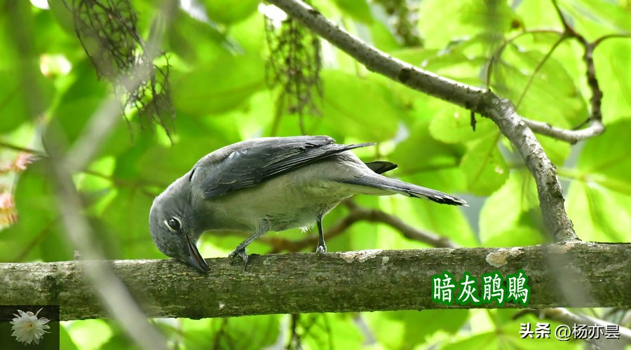 Encounter with the dark gray cuckoo on the way - iNEWS