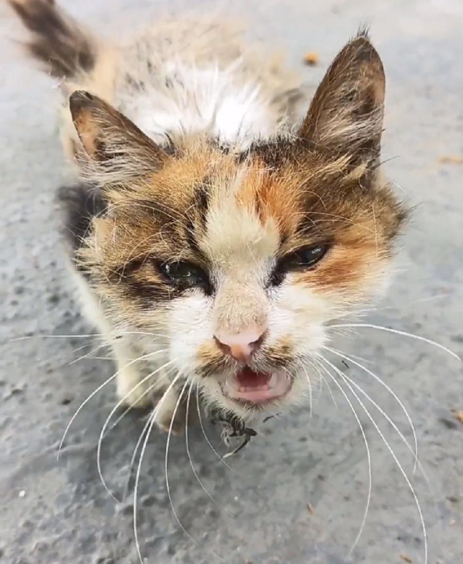 Covered with skin diseases, the skinny old stray cat insisted on asking ...