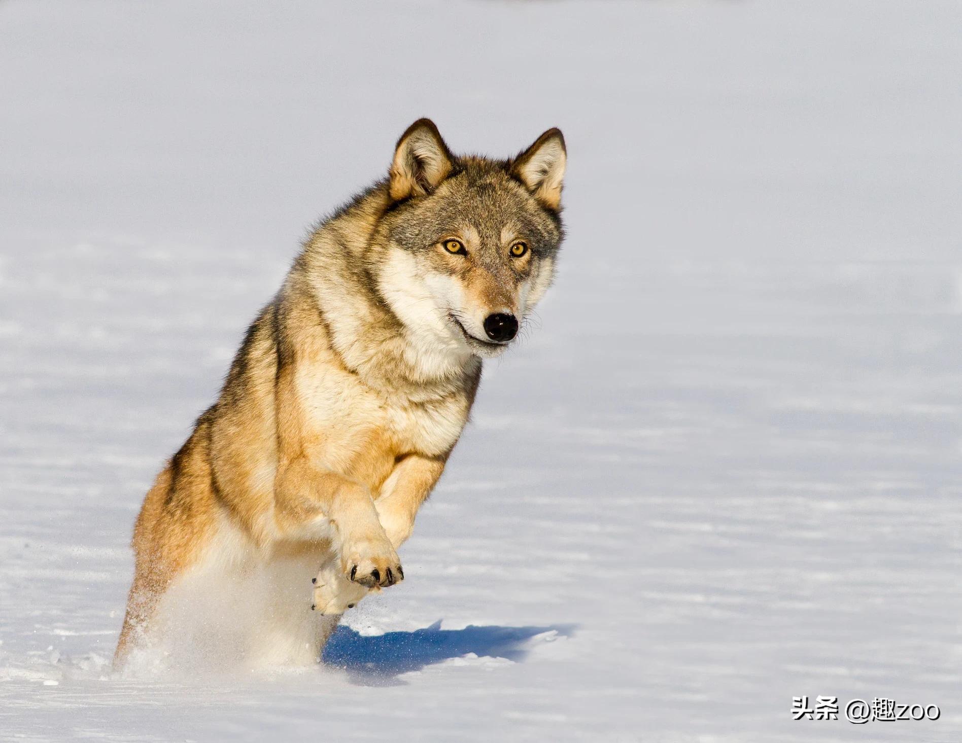 Ranking of the nine top animals in the food chain by their hunting ...