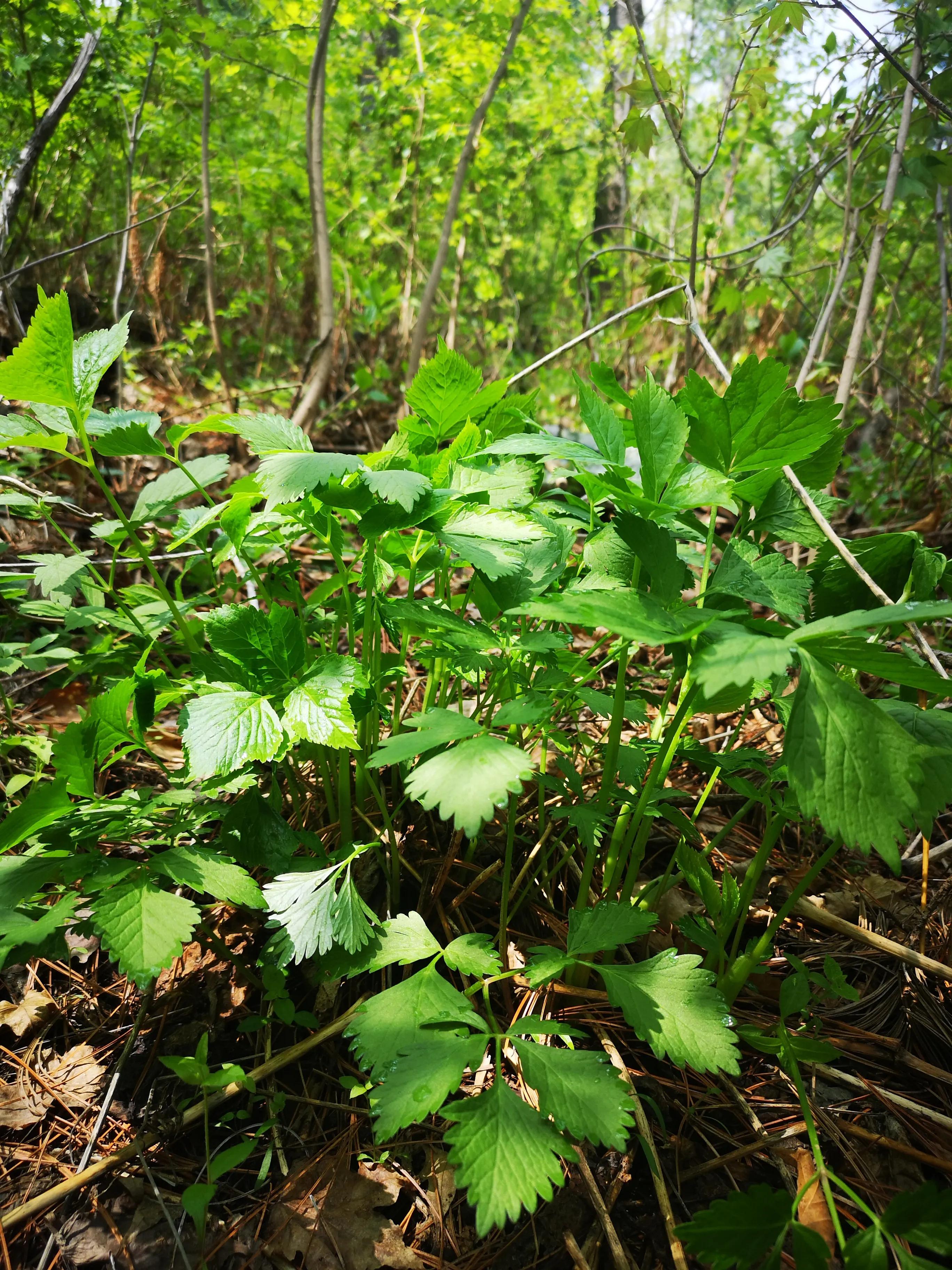 Several Common Ways to Eat the Northeast Mountain Wild Vegetable Celery ...