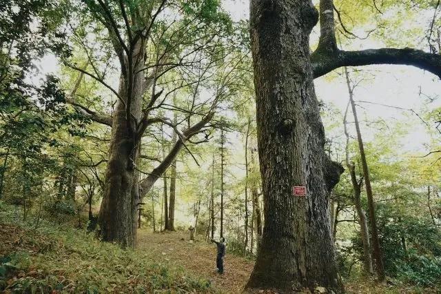 More than 3,000 wild yew trees were found in Jiangxi, and the trees are ...