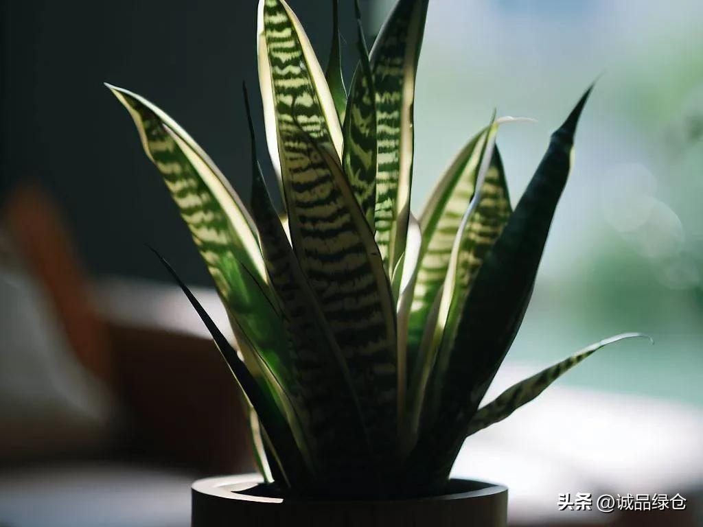 Tiger Pilan, the guardian of beauty in the sun - iNEWS