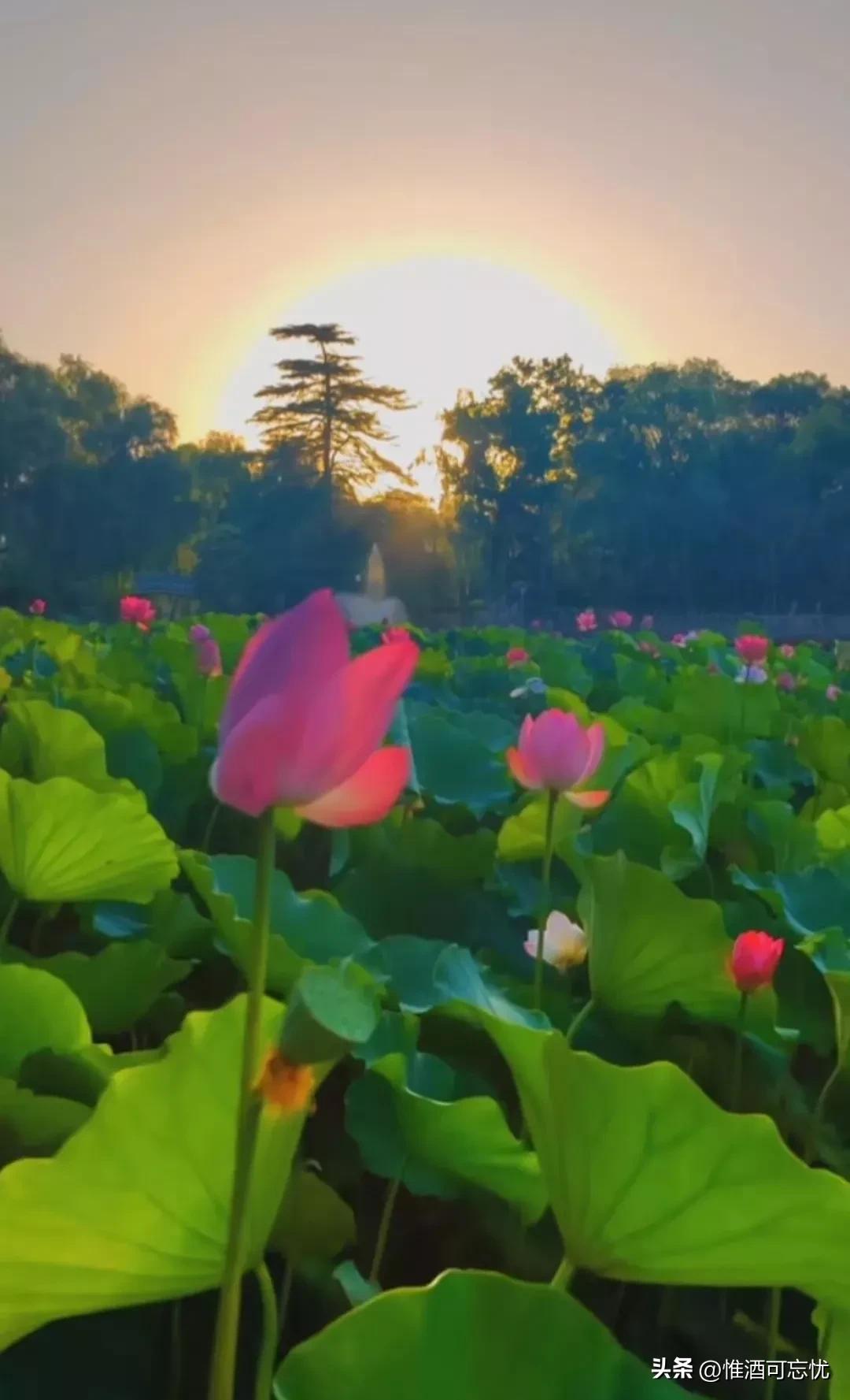 Xingqing Palace in Xi'an, your paradise for appreciating lotus - iNEWS