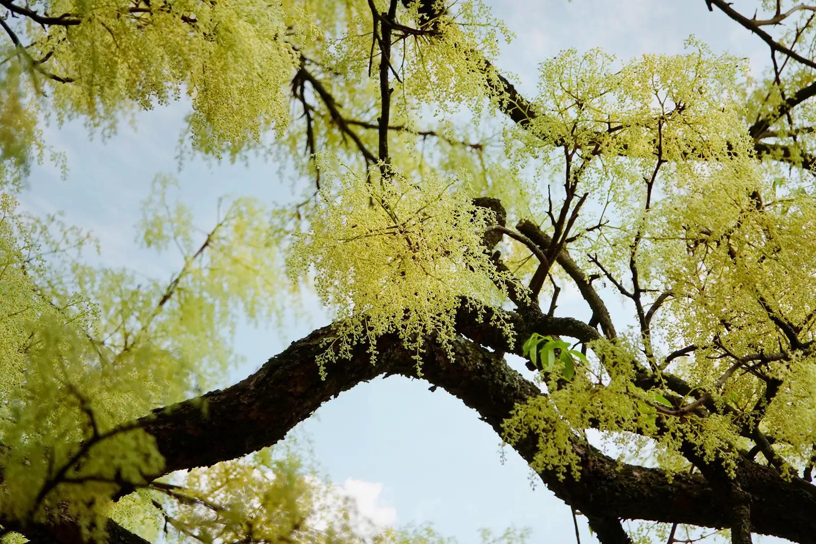Pingwu, Sichuan: ancient trees are full of fragrance in spring - iMedia