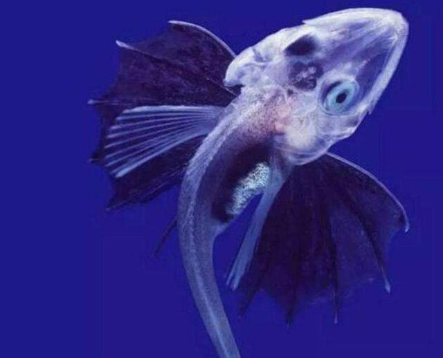 A "new fish" discovered in Antarctica: known as ice fish, temperatures ...