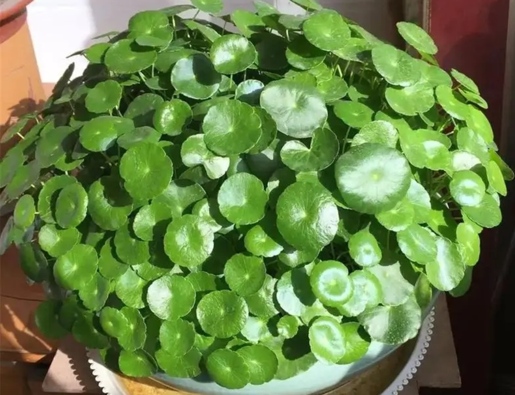 5 kinds of beautiful plants, tenacious vitality "not to die", easy to ...