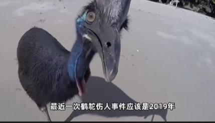 Known as the killer bird, the cassowary can kick through steel plates ...