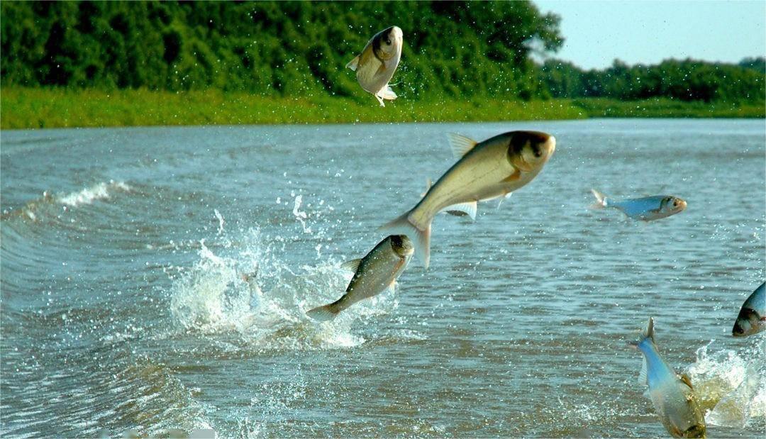 A large number of wild silver carp appeared in the Yangtze River, but ...