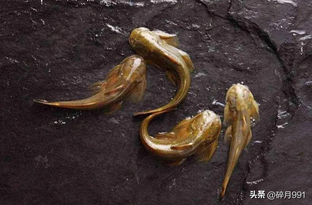 The 15 most expensive freshwater fish in China, if you have eaten more ...