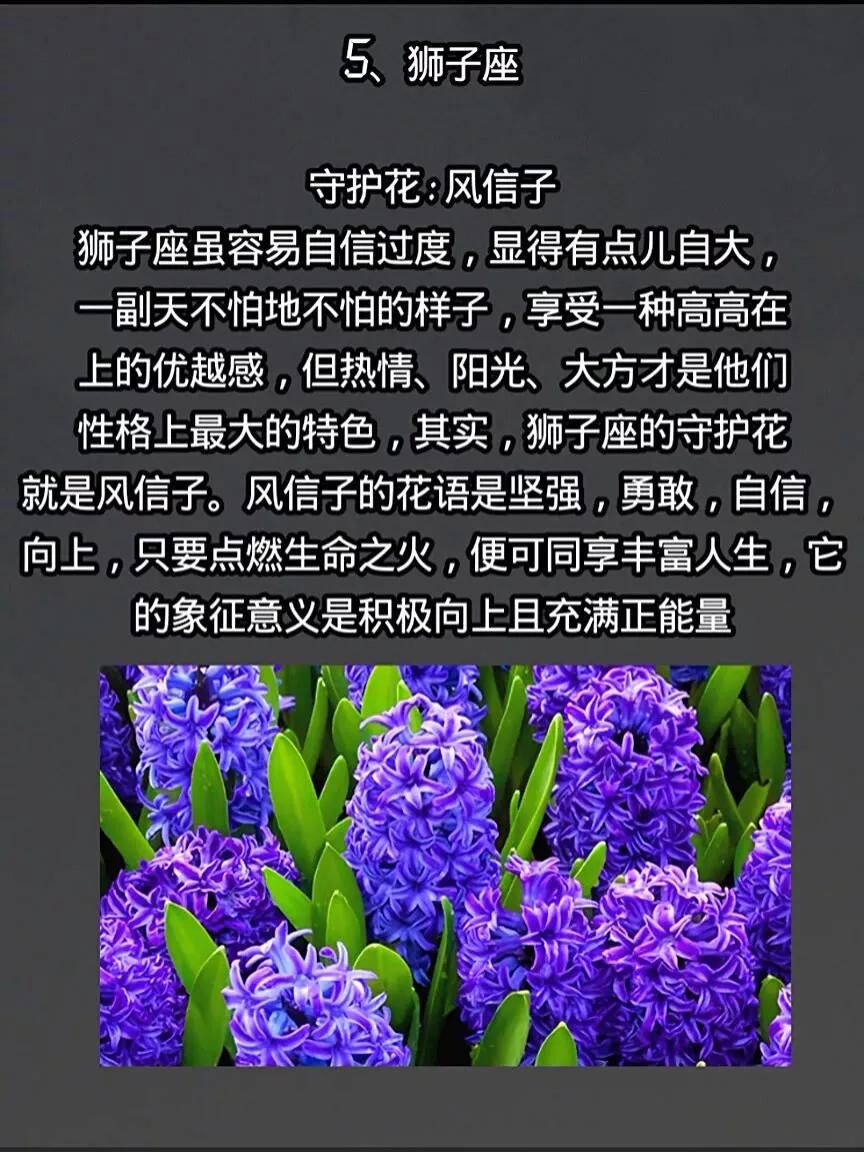 What is the guardian flower of the twelve constellations? - iNEWS