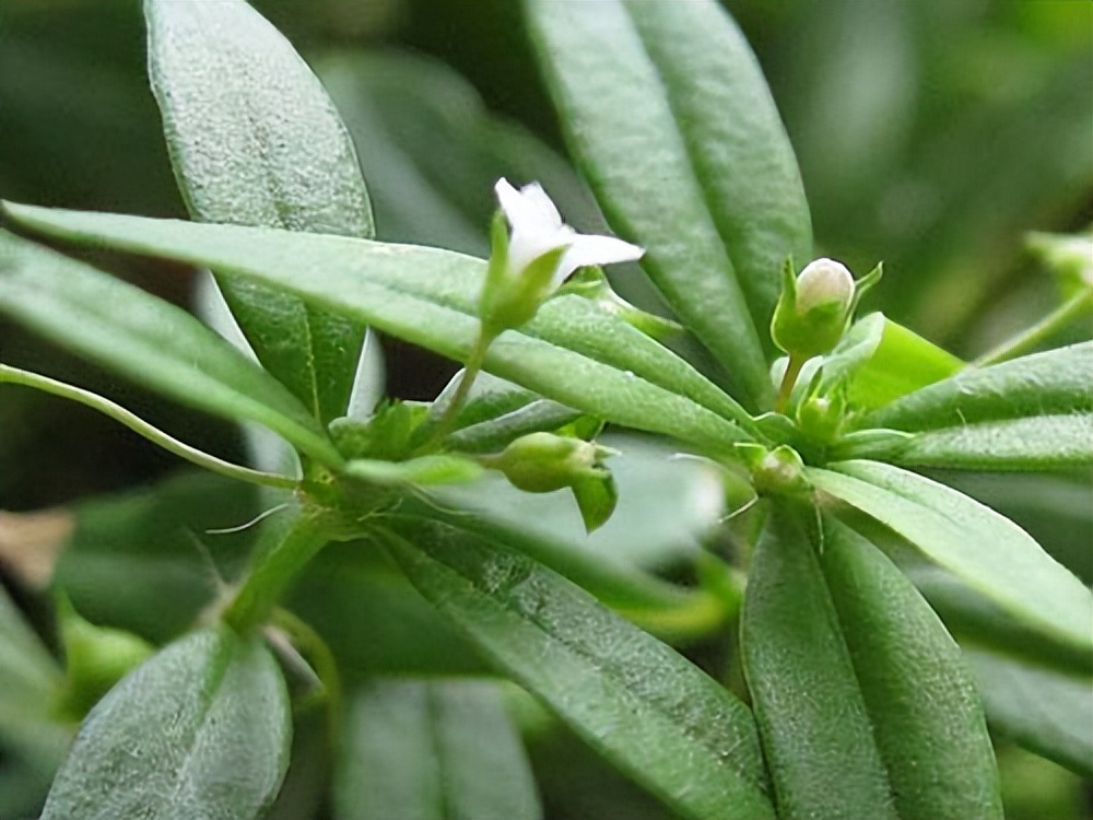 Good anti-cancer medicine - Hedyotis diffusa, which is very common in ...