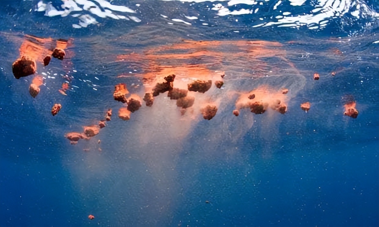 Blue whales can defecate up to 2 tons at a time. It is called the blue ...