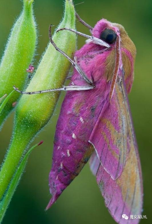 Such a beautiful red hawk moth, come and get to know it today! - iNEWS