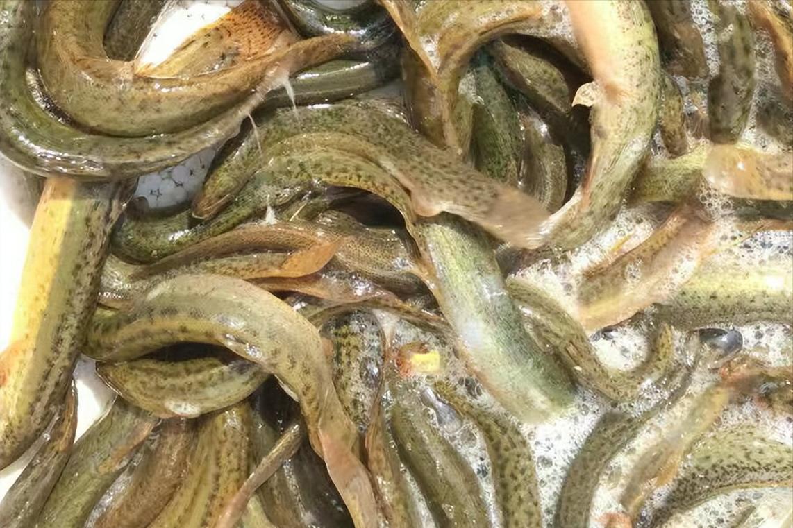 The growth environment of loach and the application of scientific ...