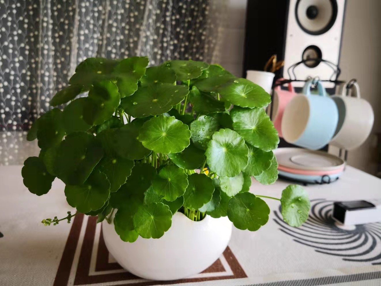 Have you learned how to cultivate copper coin grass? - iNEWS