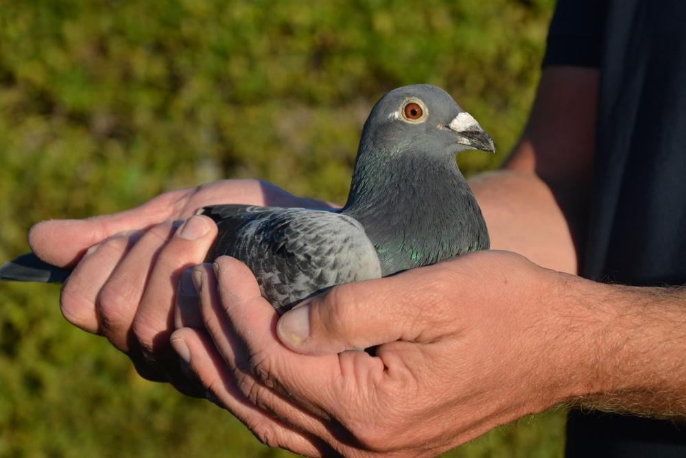 When the "hat trick" of pigeon racing meets the "Porsche 911" of pigeon ...